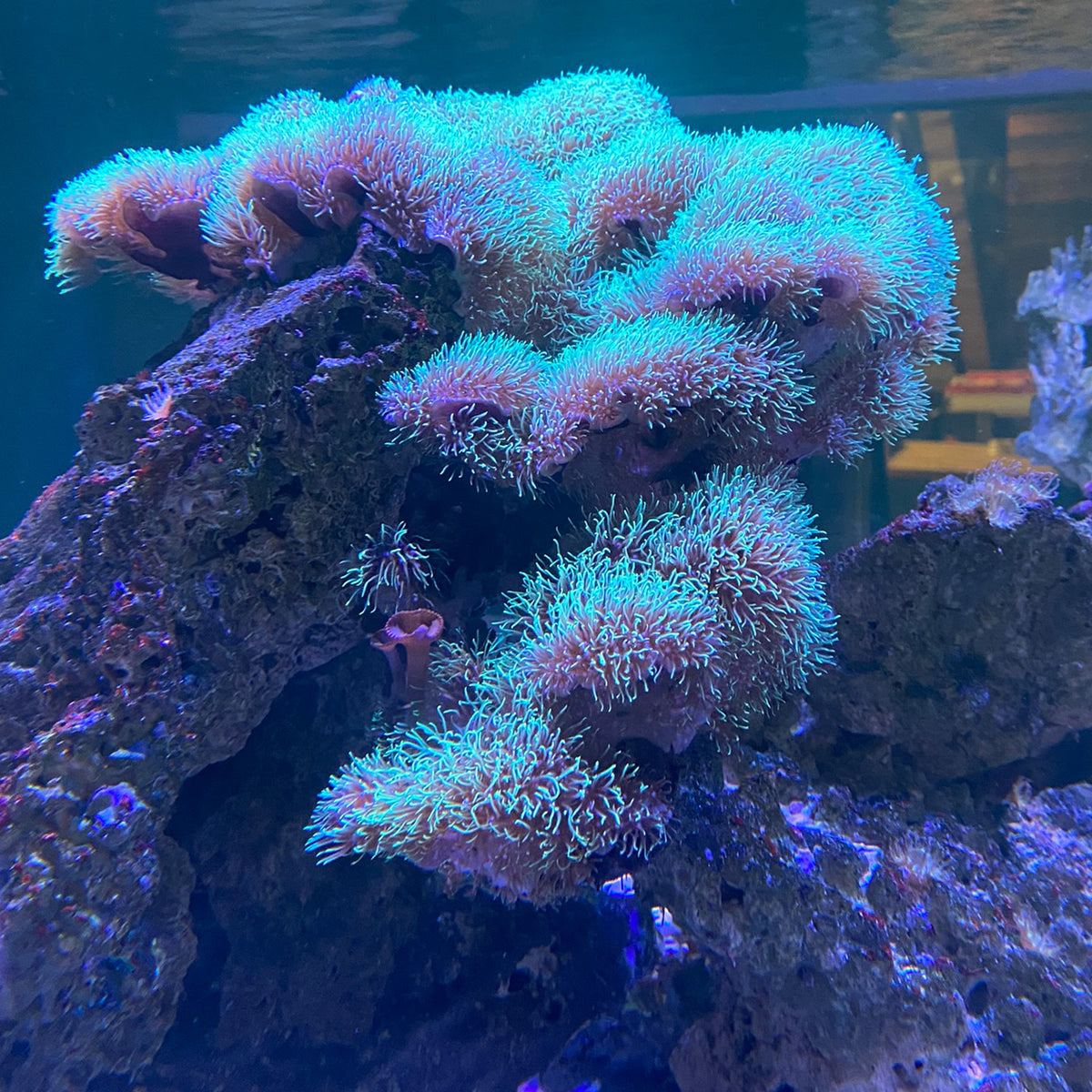 Green Soft Coral